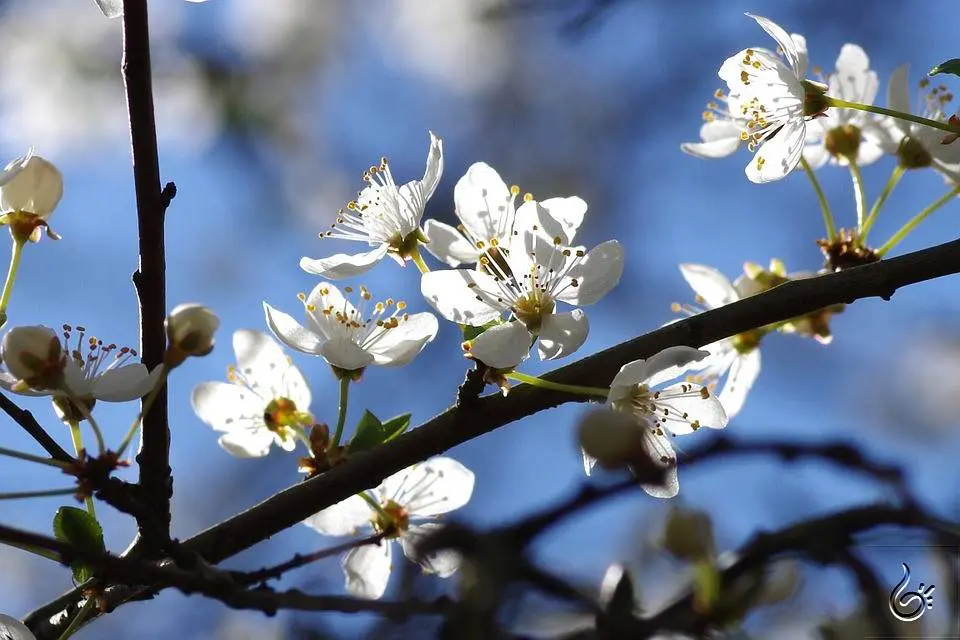 Primavera em Santiago do Chile, o que colocar na mala e melhores passeios!